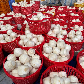 Fresh Young Coconut Packing 9 Pcs/ 12 Pcs In Carton Ready To Export ...