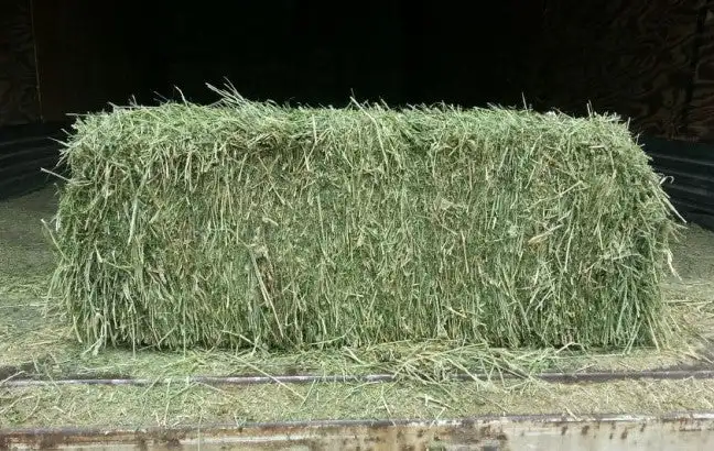Factory Price Alfalfa Hay Double Compressed / Best Quality Alfalfa Hay ...