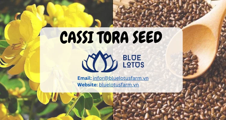 Cassia Tori Seed - High Quality from Blue Lotus Vietnam