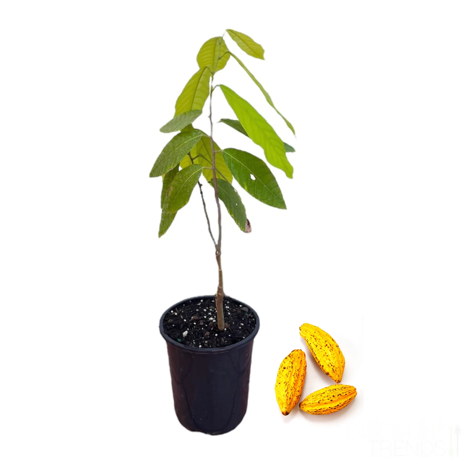 Live Cacao Tree - Exotic Fruit Chocolate Plant - Perfect For Indoors Or ...