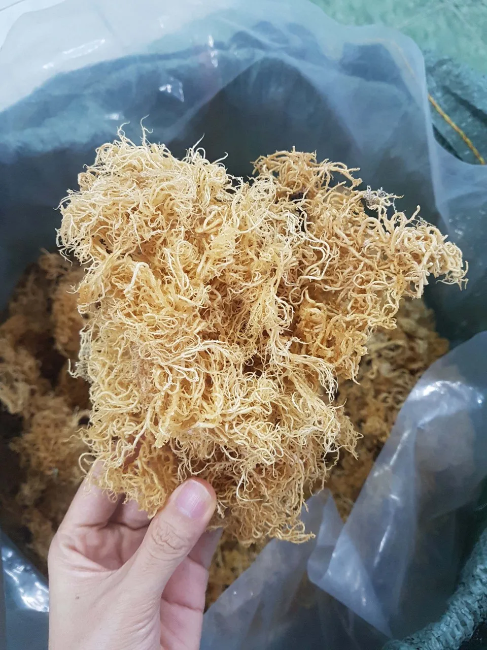 Gold Irish Sea Moss/ Wildcrafted St Lucia Bulk Wholesale I 100% Natural ...