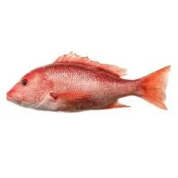 Delectable Frozen Red Sea Fish For Delicious Seafood Meals - Buy Frozen ...