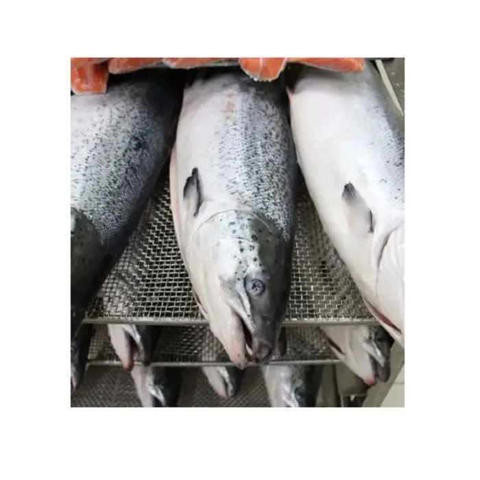 Frozen Catfish Whole Tuna Frozen Fish Seafood From Thailand - Buy Fresh ...