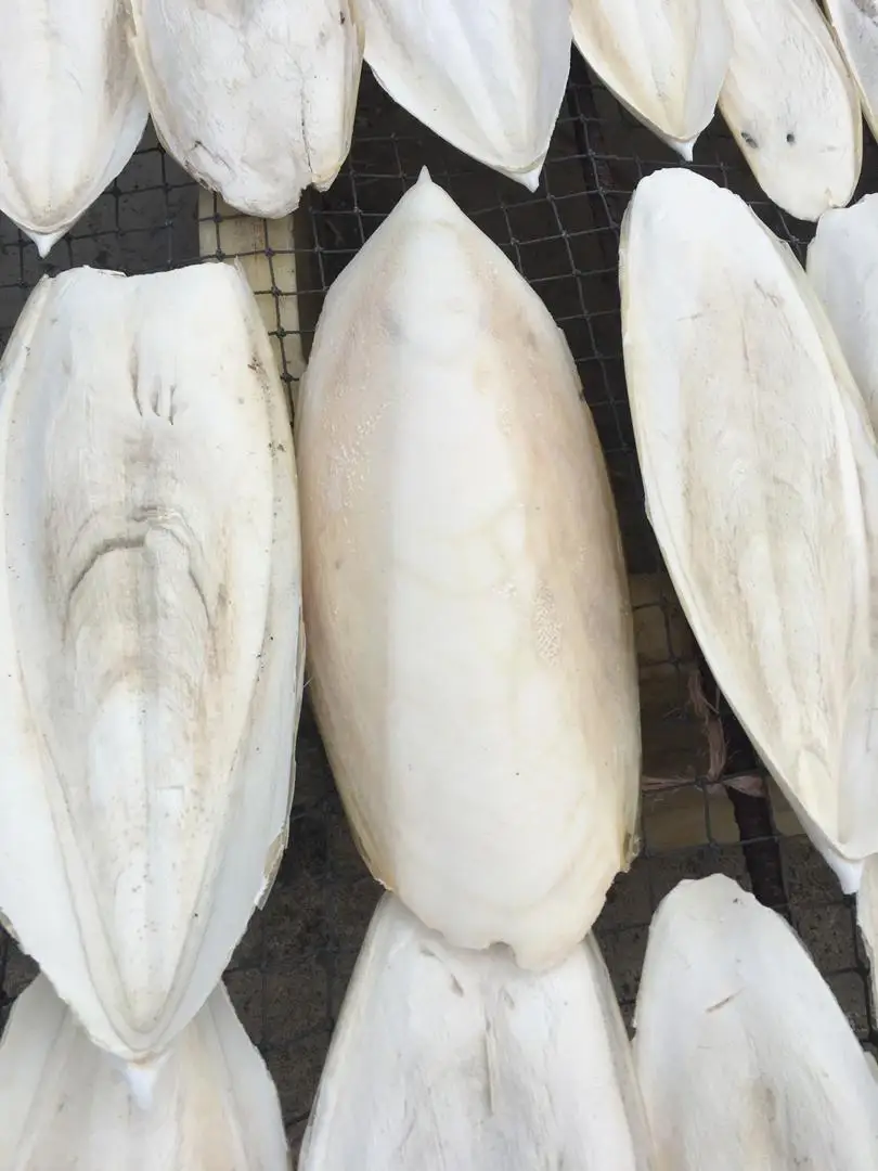 Wholesale Dry Cuttlebone - Natural & Healthful Benefits