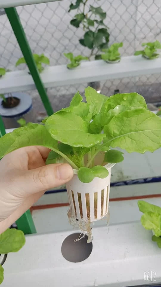 Pe Plastic Garden Pots & Planters All-season White Color Cup Greenhouse ...