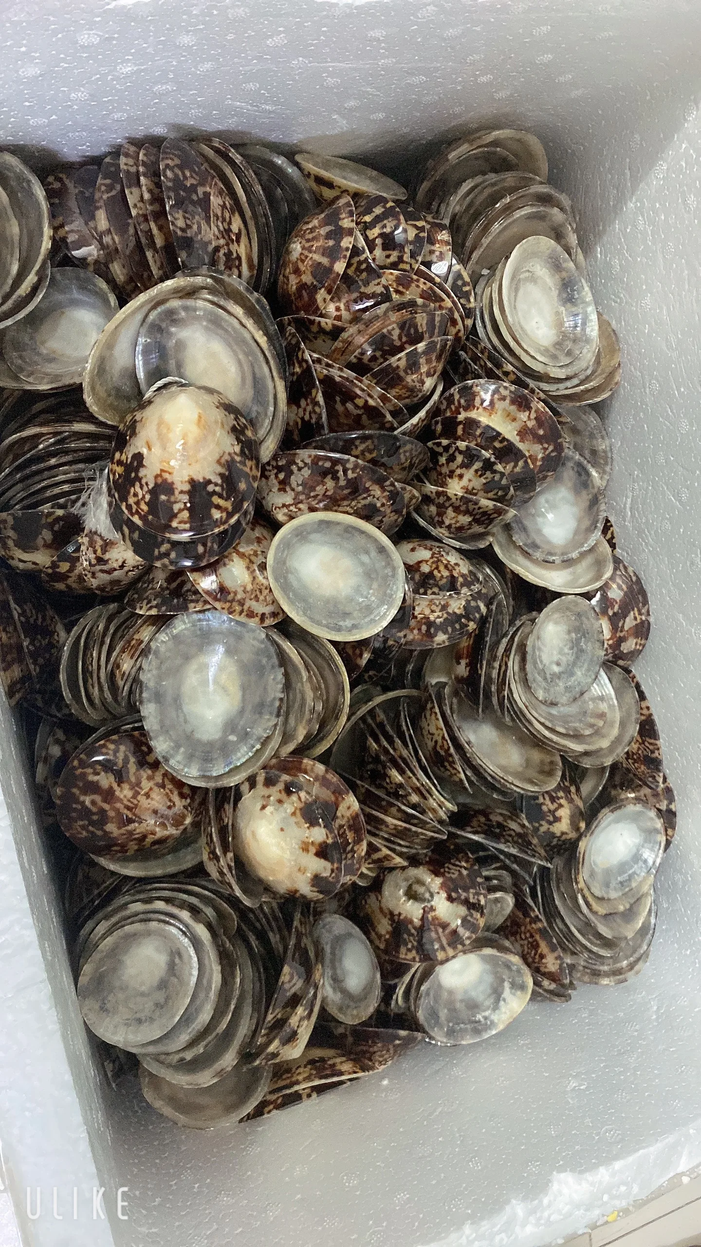 Wholesale Price Sea Shell For Decoration - Limpet Snail Shell From Viet ...