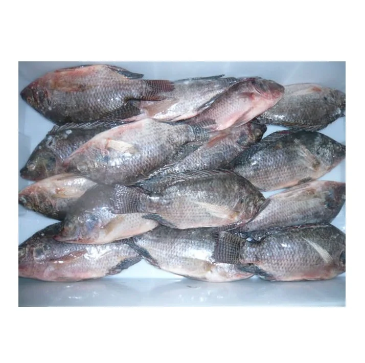 Wholesale Supplier Of Frozen Fish Tilapia | Whole Red Tilapia Fish ...