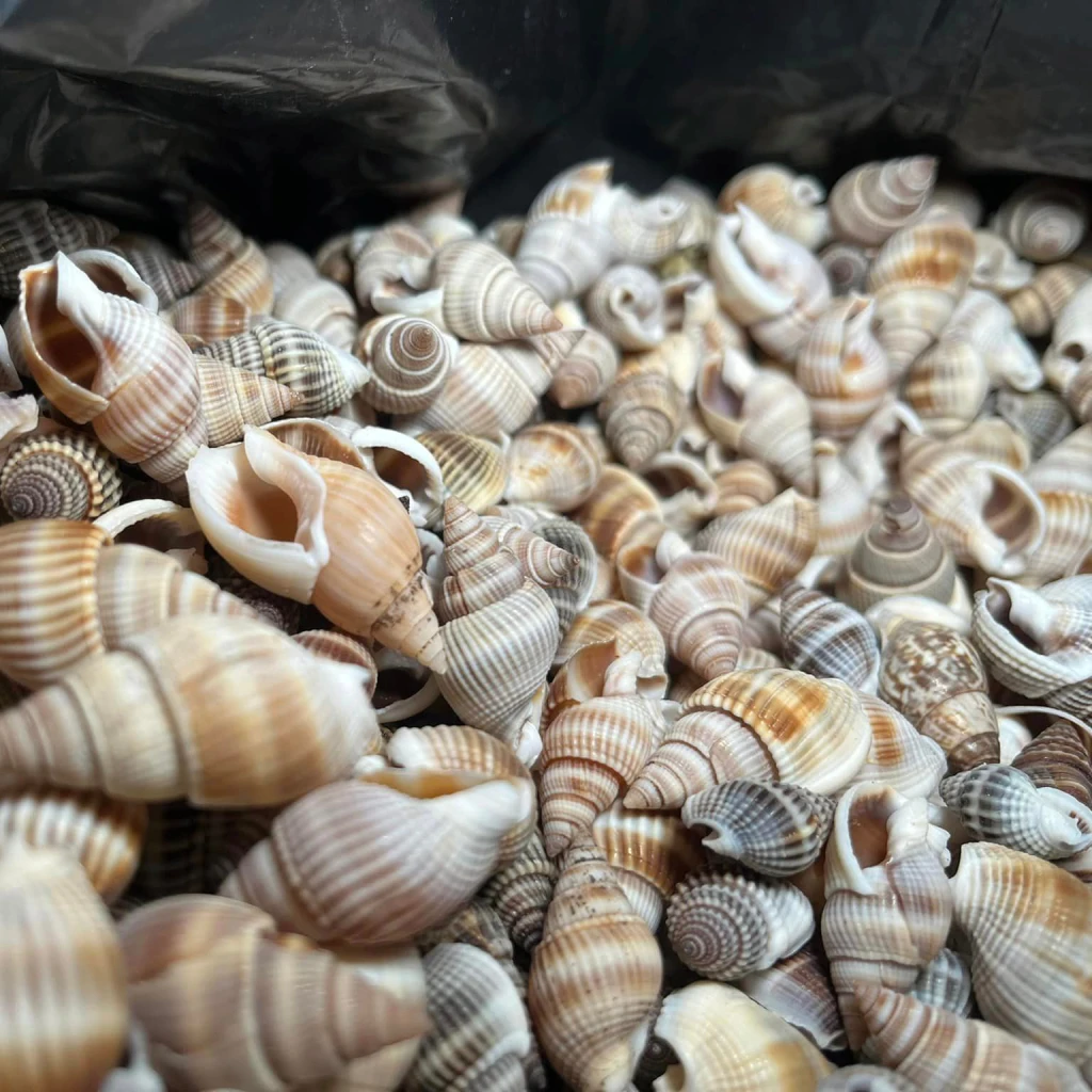 Seashells,Sea Snail Shells,Hermit Crab Shells Are Used For Jewelry ...
