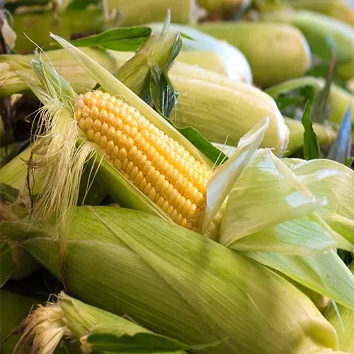 Fresh Yellow Corn White Corn - Buy Corn Pop Corn Machine,Corn Oil Corn ...