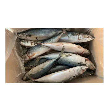 Good Taste Fresh Frozen Pacific Mackerel Fish 300-500g Size On Sale ...