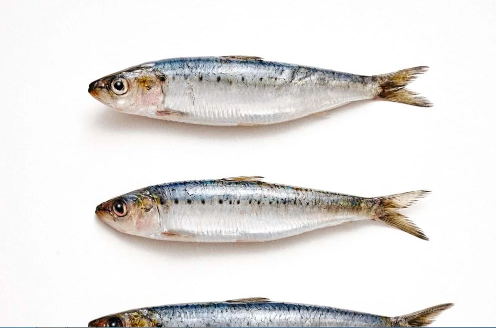 Frozen Fish Fishfrozen Whole Mackerel Frozen Seafood And Fish Frozen ...