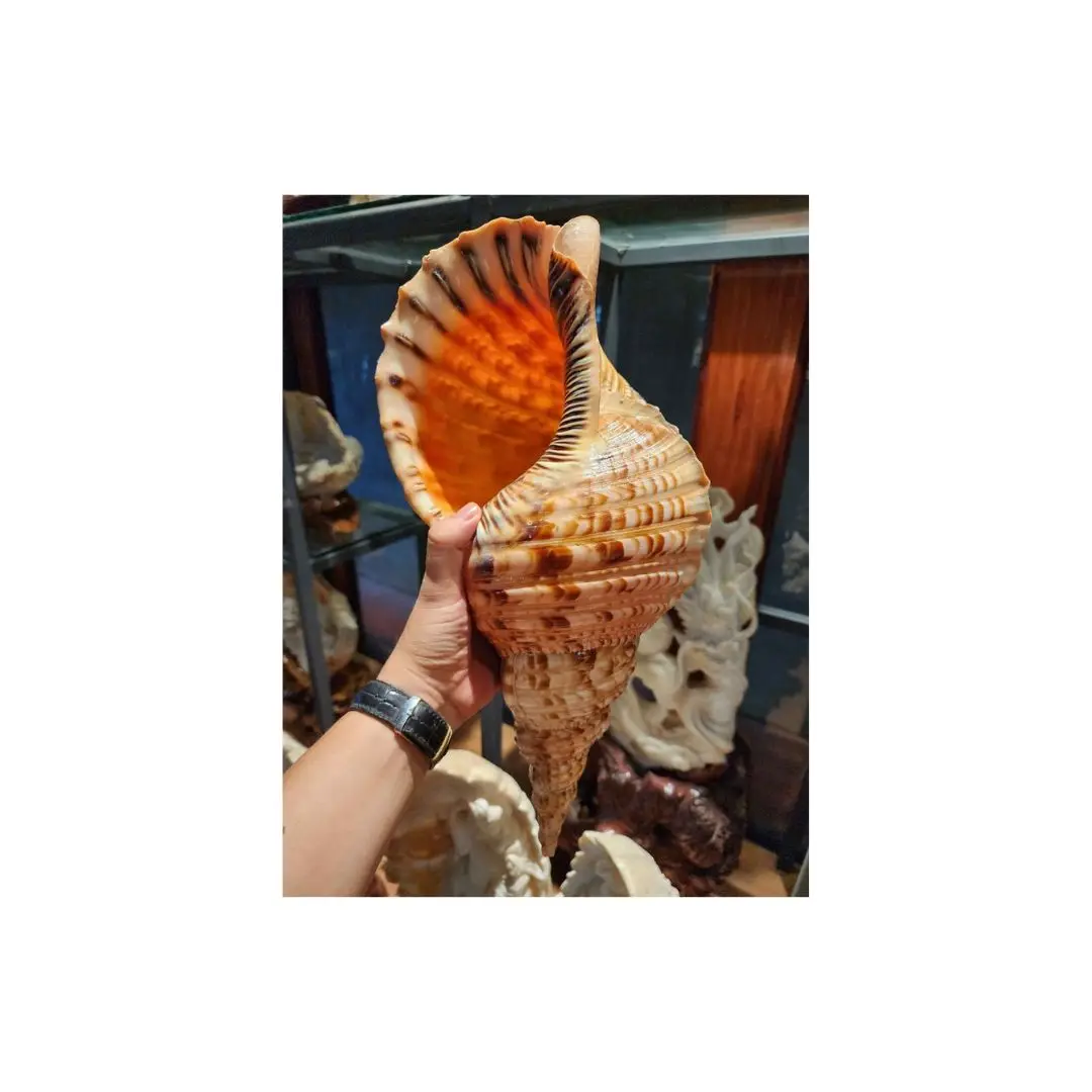 Alibaba.com: Trumpet Triton Sea Shell Ws0084392328745, natural big ...