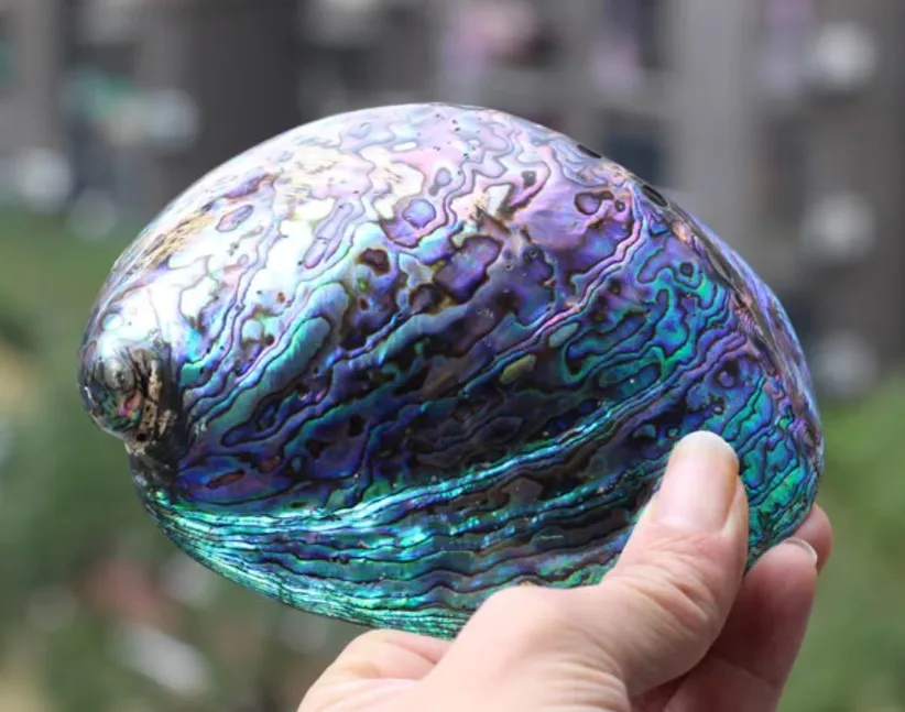 Natural Trumpet Triton Shell - Perfect for Home Decoration