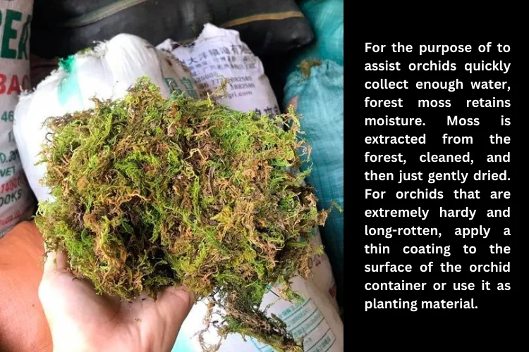 Best Price Sphagnum Moss Dried Forest Moss For Plating Tree Keep ...
