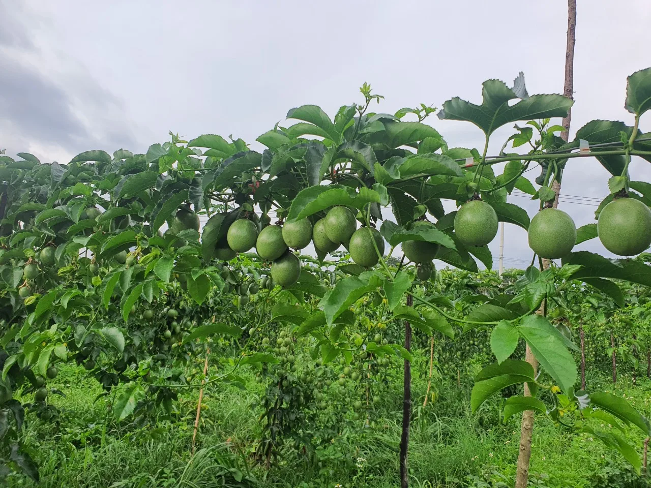 Whole Avocados High Quality Whole Avocados Customized Packaging Made In ...