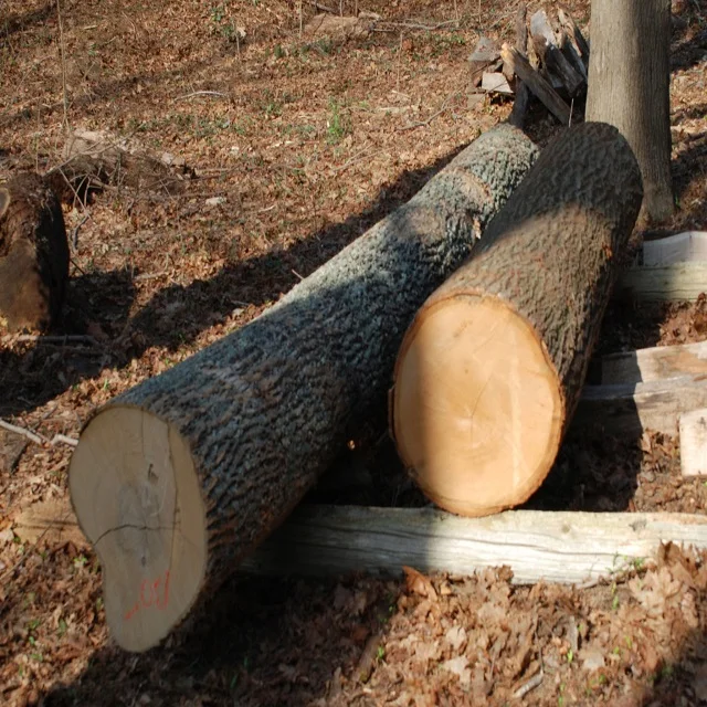 Pine And Oak Teak Wood Logs,Timber,Firewood And Briquettes - Buy Oak ...