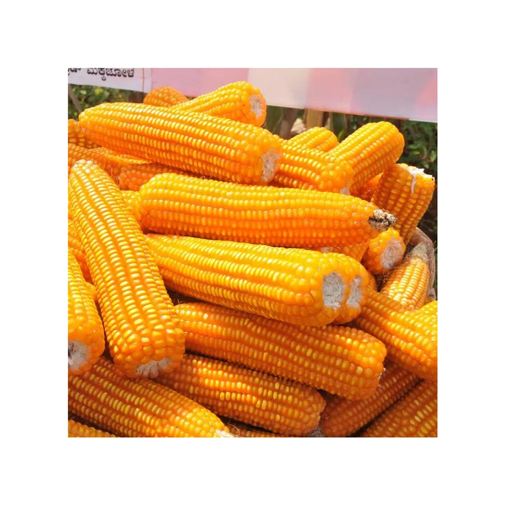 High Quality Yellow Corn/maize For Animal Feed / Yellow Corn For ...