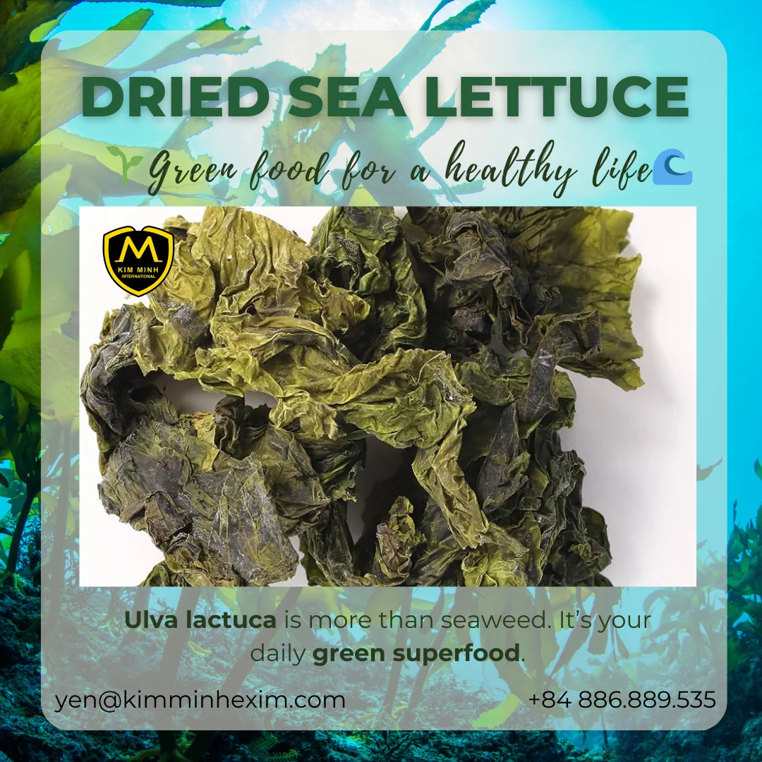 Vietnam Origin Premium Dried Sea Lettuce (ulva Lactuca) - Best Price