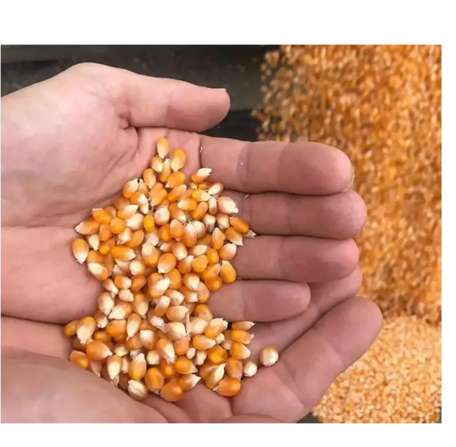 High Quality Bulk Corn Kernels Iqf Kernel Sweet Corn Cheap Price - Buy ...