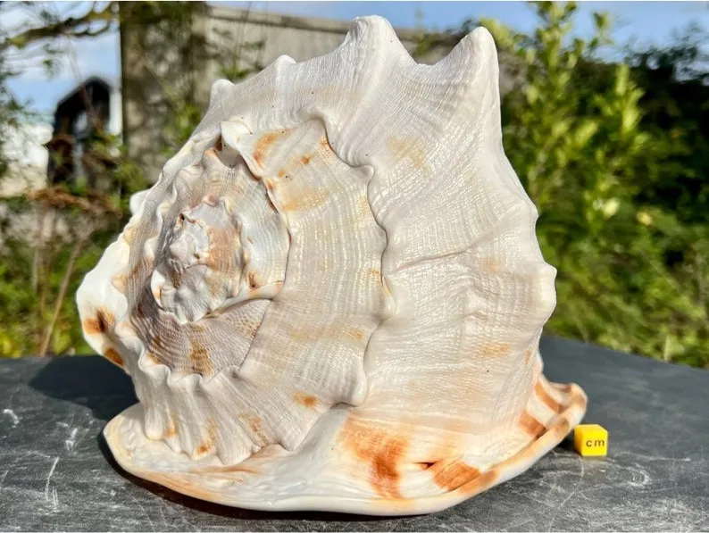 Hot Trend Polished Green Turbo Seashells Jade Turbo Snail Shell - Blue ...