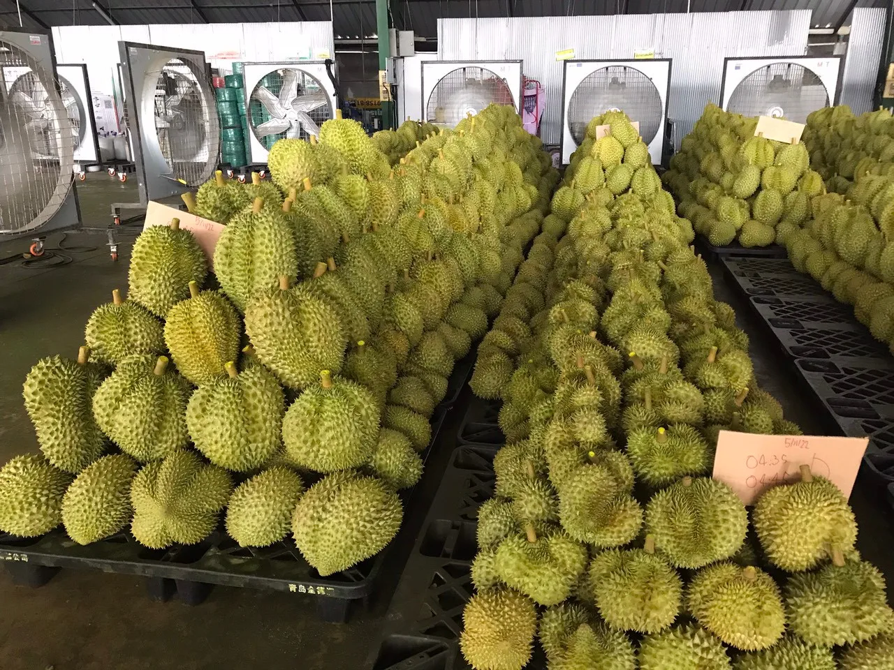 Fresh Durian Packing Tropical Style Box for Export +84 976727907 Ms ...