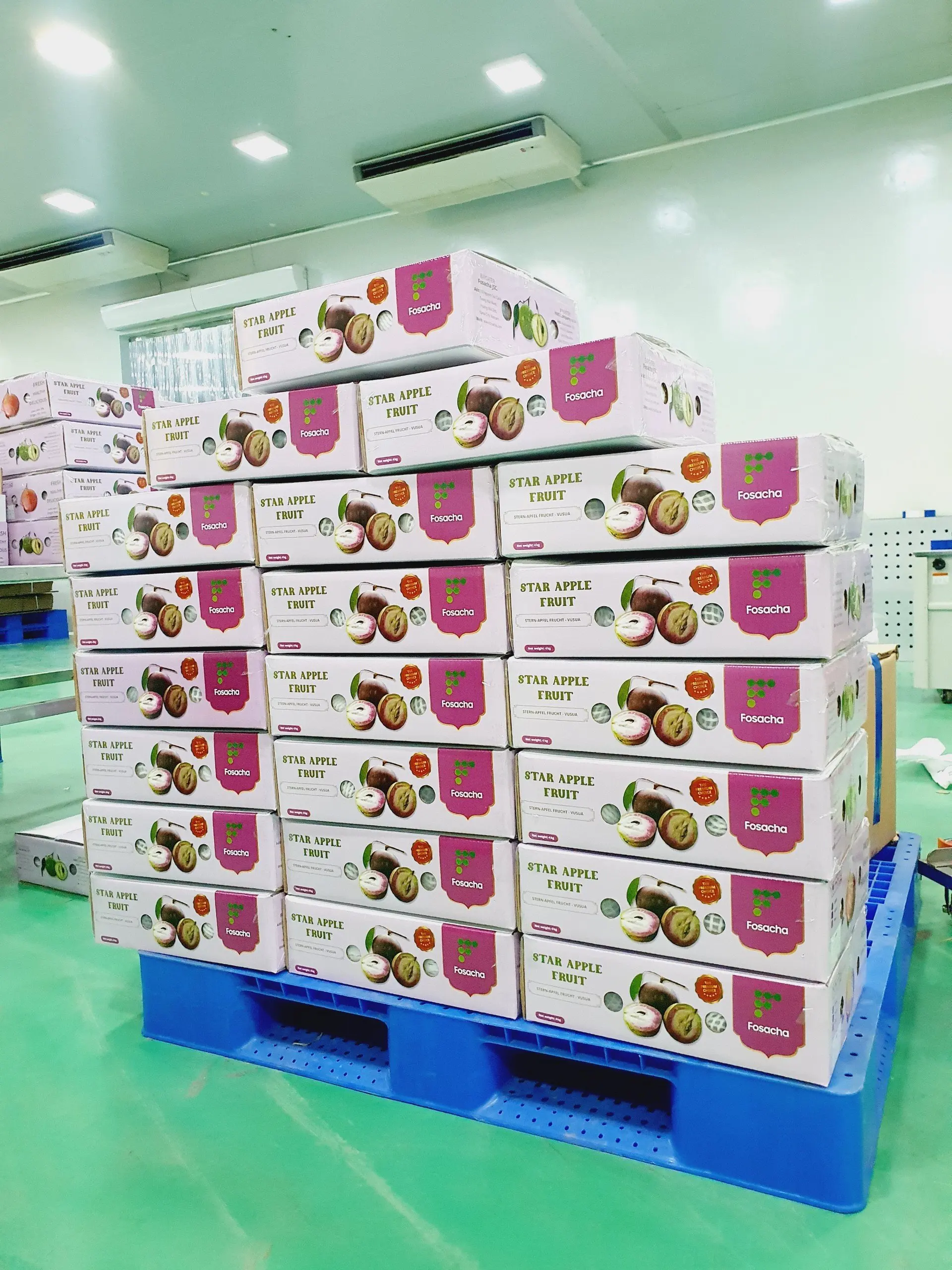 Customized Brand Star Apple From Vietnam 100% Natural Sweet Taste With ...