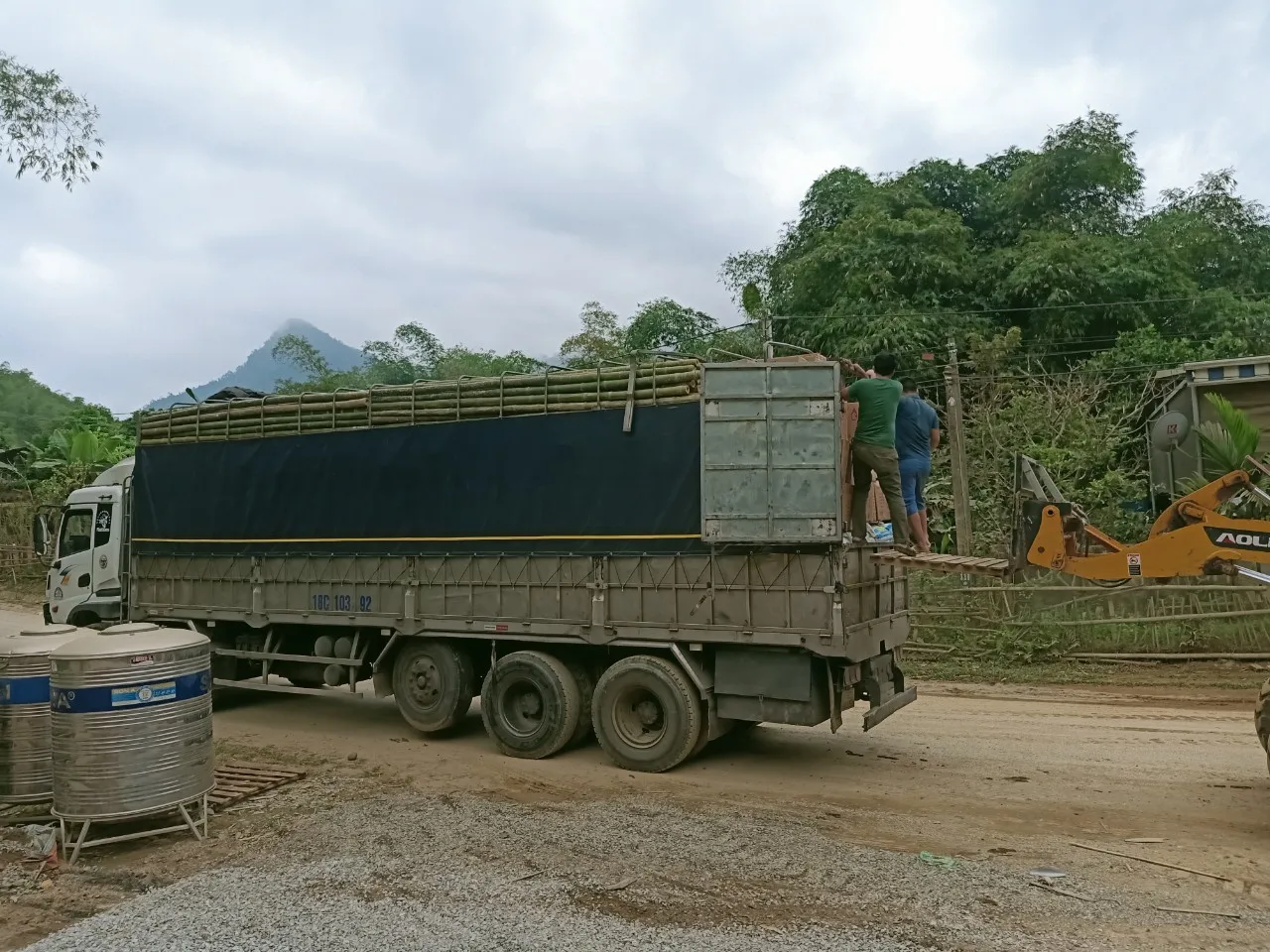 Big Size Bamboo Canes for Fences Partitions Decor From Vietnam/ Treated ...