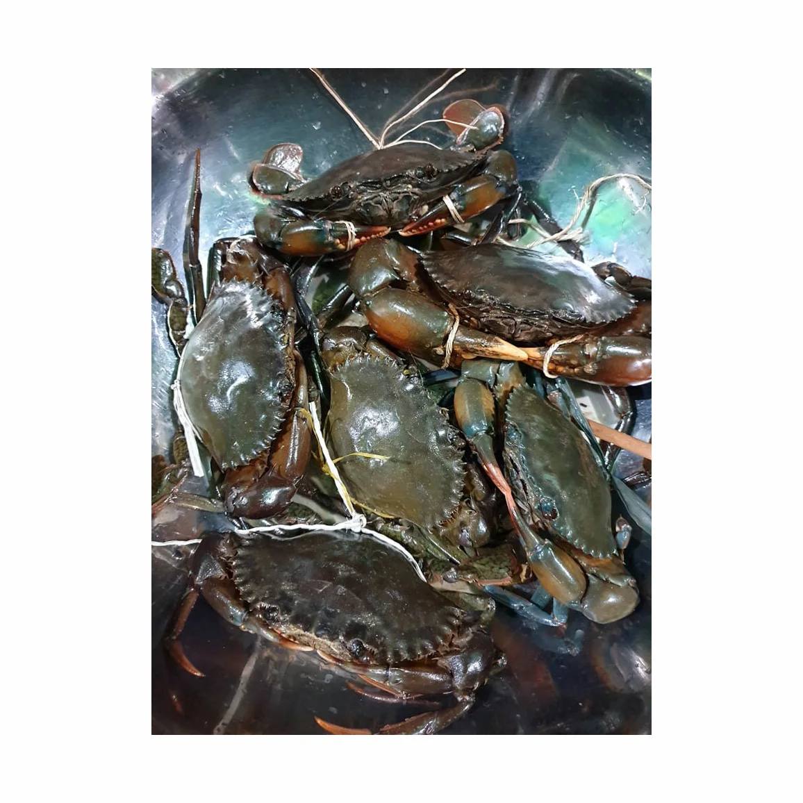 Live Mud Crabs Red King Crabs Whole Part Delicious Seafood Frozen Blue ...