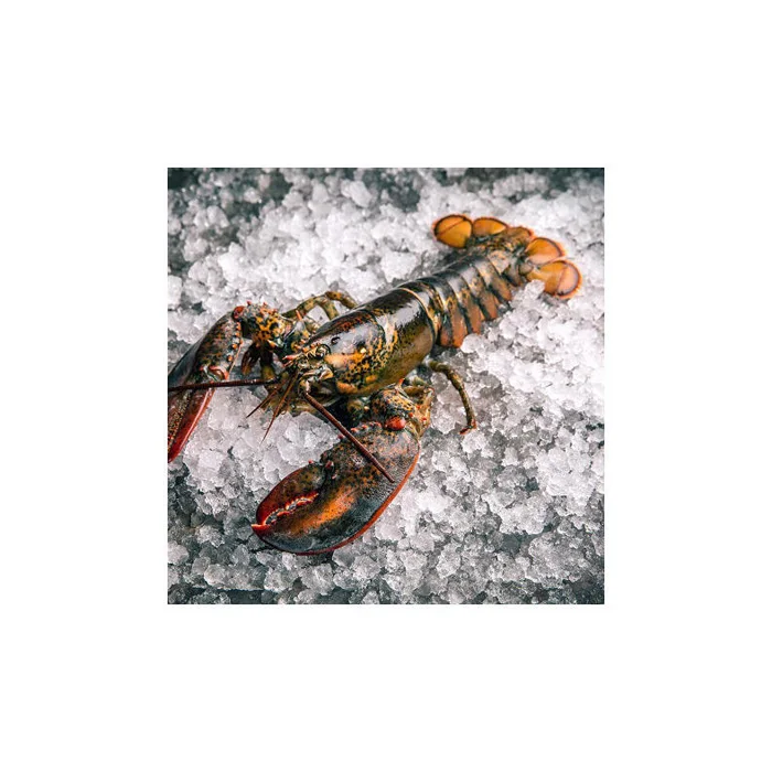 Frozen Style Packaging Lobster Lobsters / Frozen Lobster Tails For Sale ...