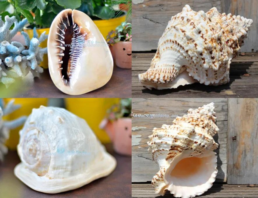 Big Triton Shell/ Conch Snail Shells / Huge Queen Sea Shells Polished ...