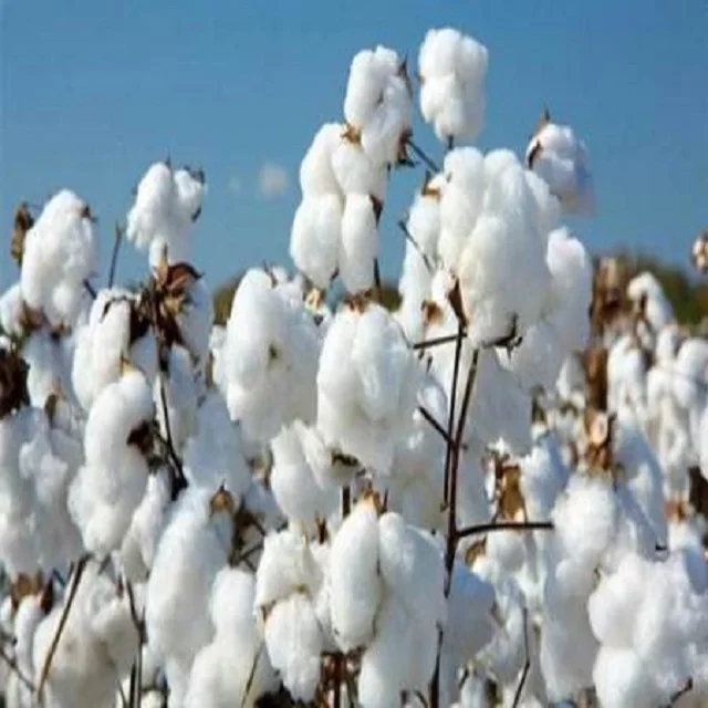 High Quality Organic Raw Cotton Raw Cotton Fiber Raw Cotton Cheap Price ...