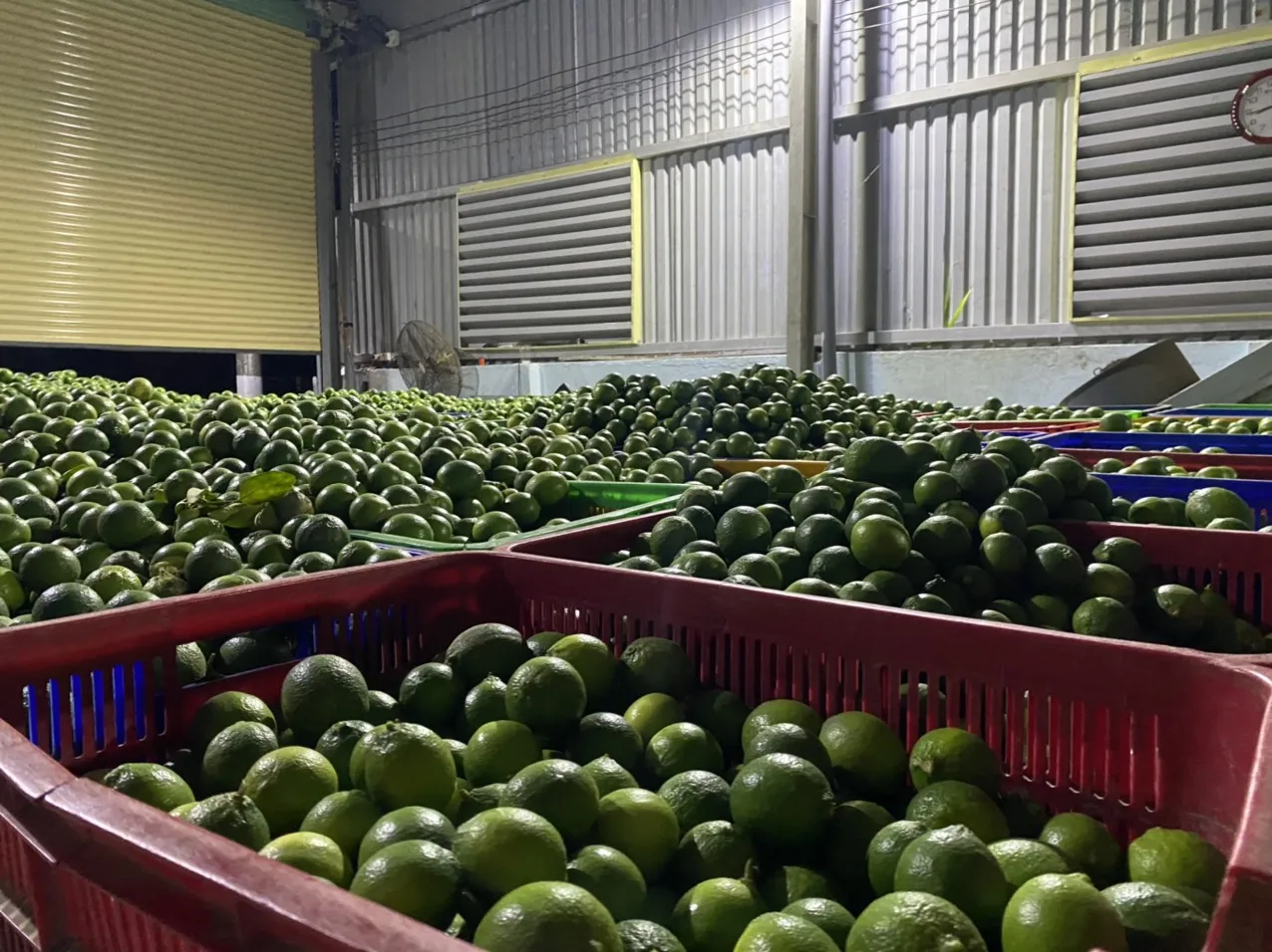 Organic Fresh Seedless Lime/green Lemon Fresh Fruit Without Seed From ...