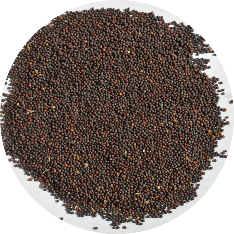 Germnay Manufacturers Source Best Quality Wholesale Prices Rapeseed ...