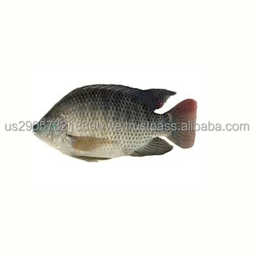 Fresh Tilapia Fish Frozen Tilapia Fish With Cheap Price Wholesale From ...