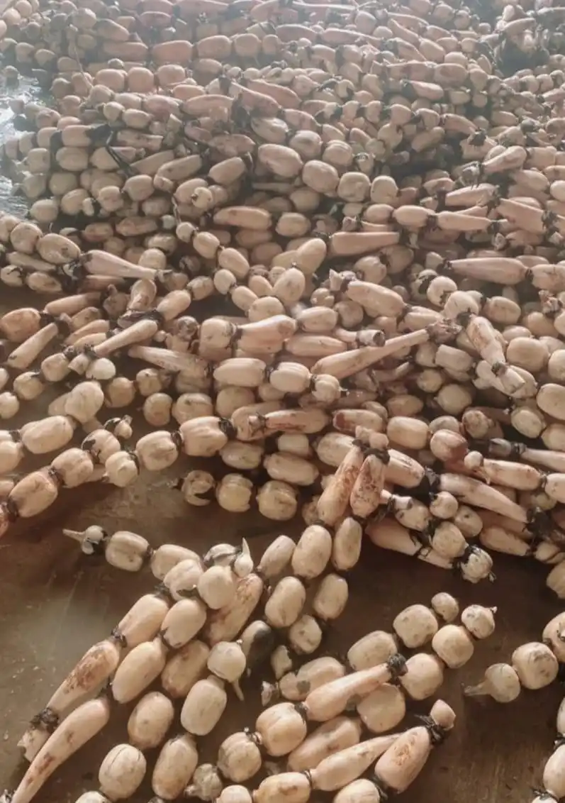 High Quality Dried Lotus Root from Vietnamese Suppliers