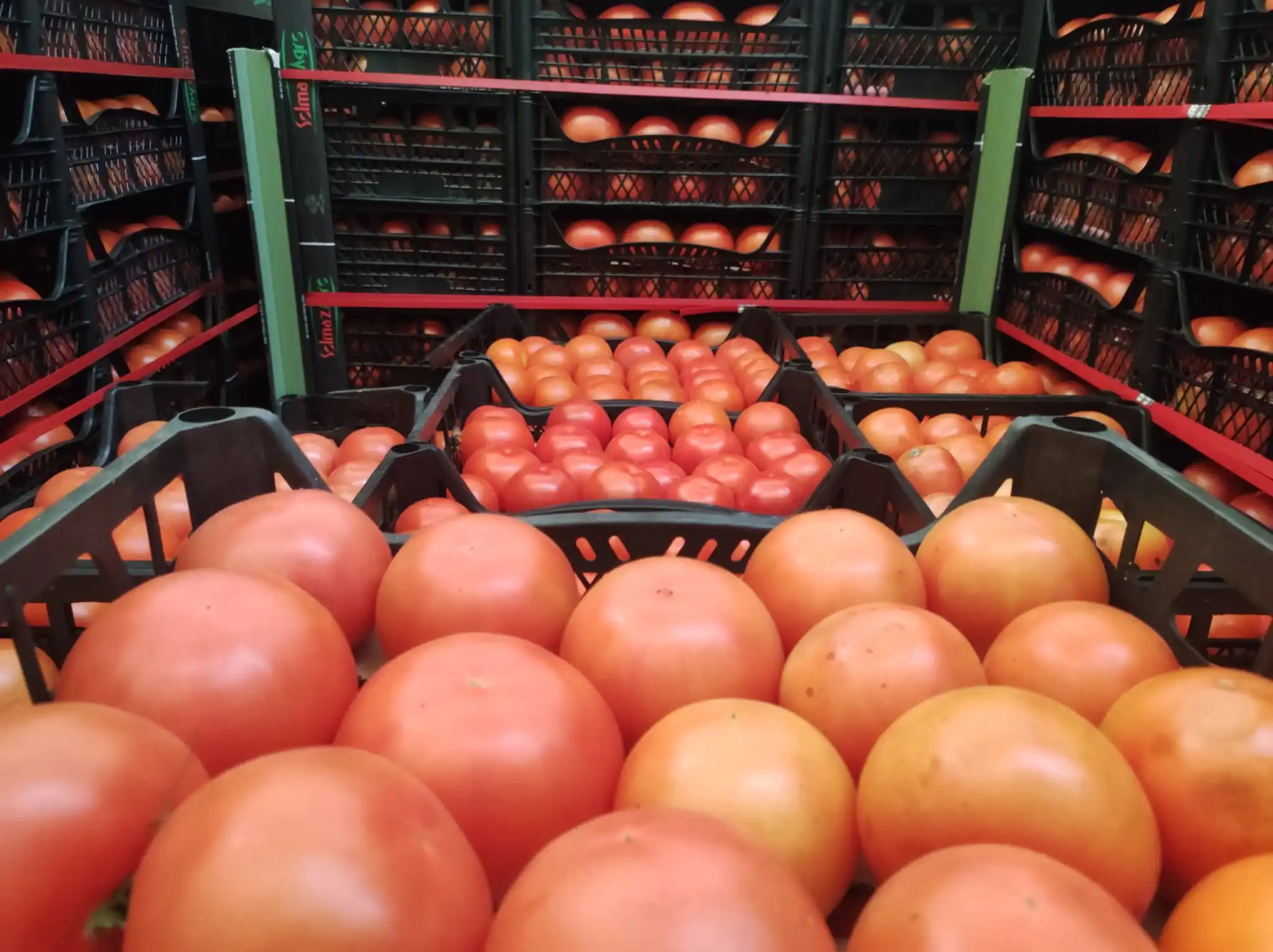 Fresh Tomato At Cheap Price From An Experienced Wholesale Delicious ...