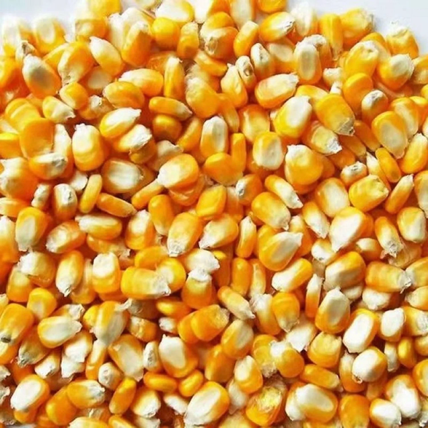 High Quality Yellow Corn White Corn/maize For Human And Animal Feed ...
