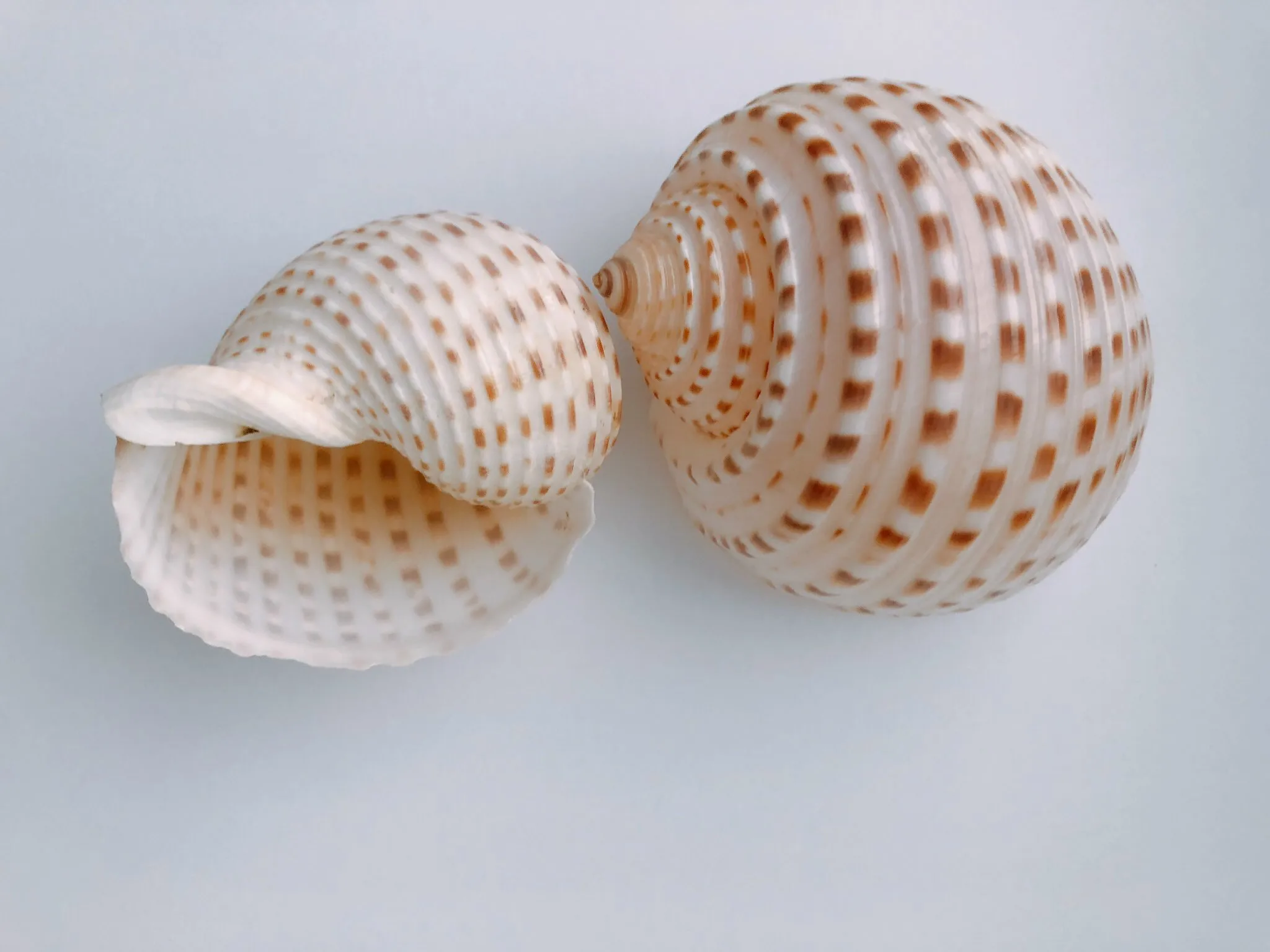 Home and Foods Decoration Craft Seashell Polished Natural Sea Shell Tom ...