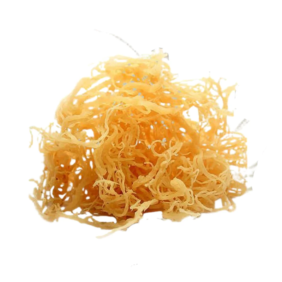 Dehydrated Seaweed Dried Marine Plant Sea Moss Raw Making Dried Seamoss ...