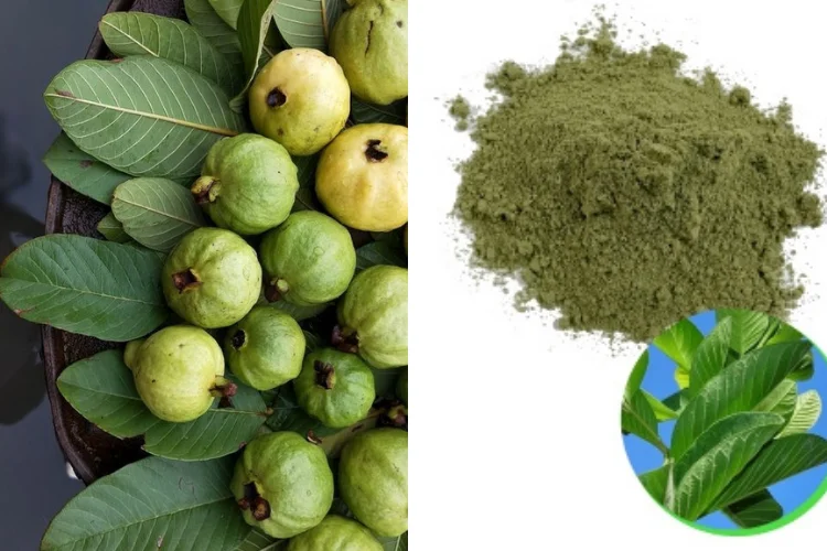Best Seller 2023 Dried Guava Leaf With High Quality From Blue Lotus ...