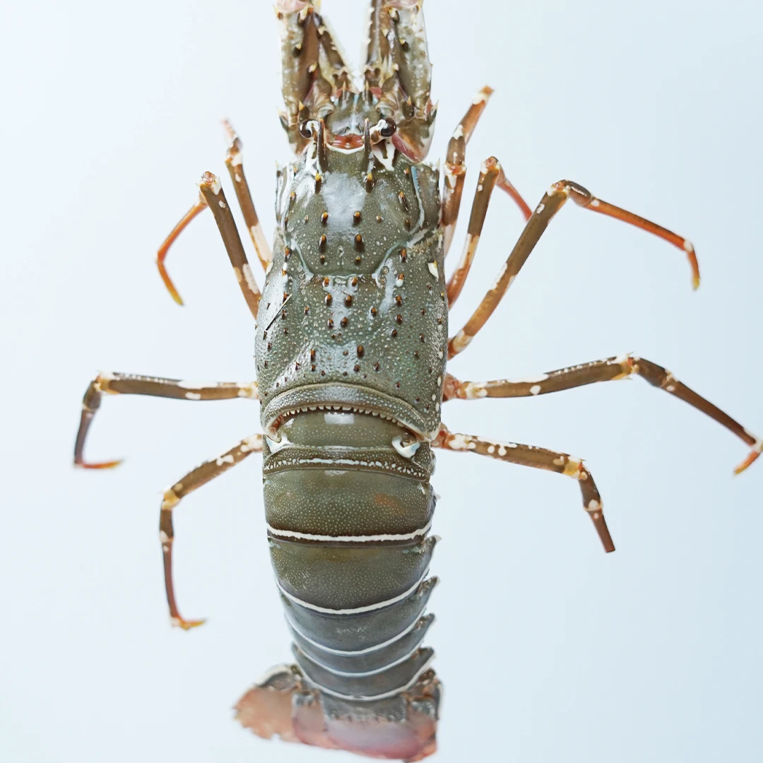 Fresh Lobsters From Indonesia Weighing 200 300 Grams Now Available In ...