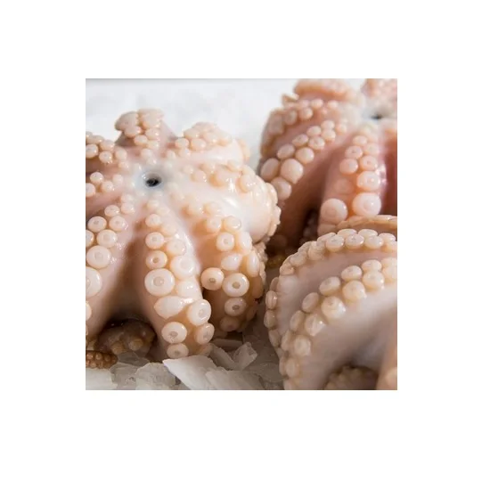 Wholesale Price Frozen Octopus / Frozen Baby Octopus (seafood) Bulk ...
