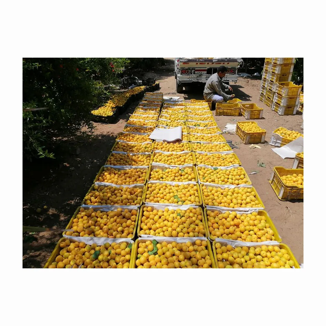 Yellow seedless watermelons ready to export from egypt yellow ...