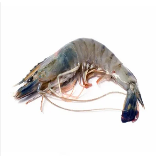 Premium Grade Fresh Frozen Vannamei White Shrimp/fresh Frozen Prawn For ...