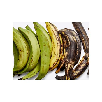 Fresh Plantain Bananas Of Ecuador Yellow Green Premium White Tropical ...