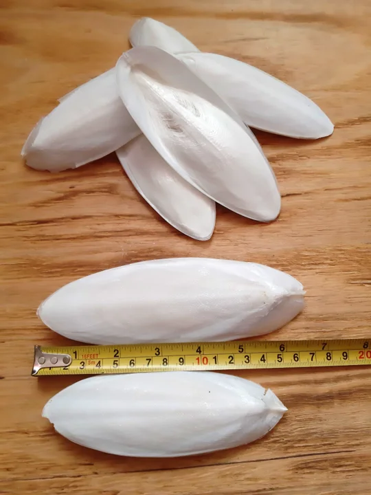 High Quality Dry Cuttlefish Bone Cuttlebone 100% Natural Cuttlefish ...