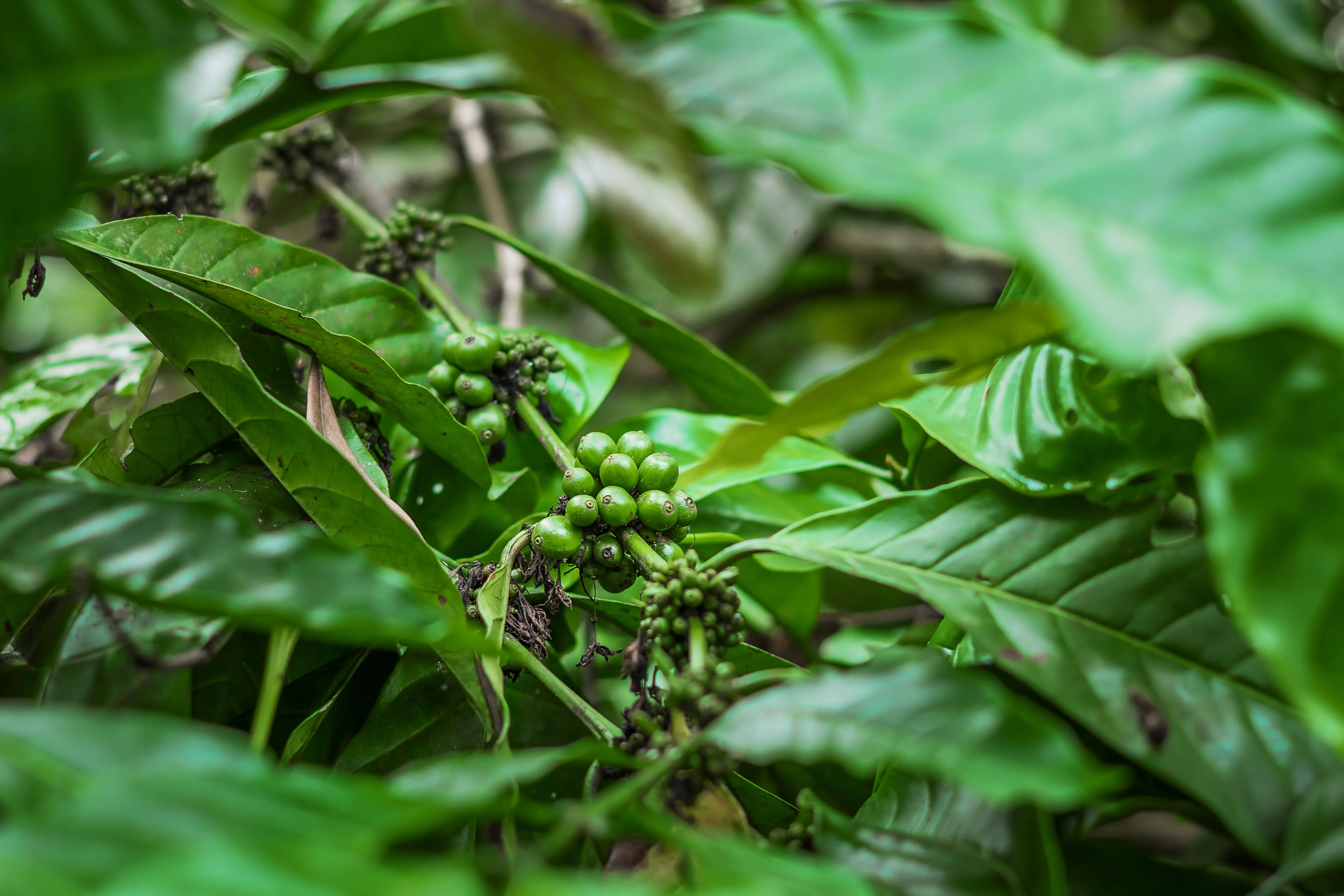 Sample - Vietnam Premium Whole Black Pepper Natural Dried Spices With Good Taste Viet Nam Origin ...