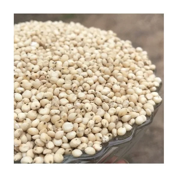 White Milo Sorghum Grains Sorghum Price Per Ton Grain Sorghum Best ...
