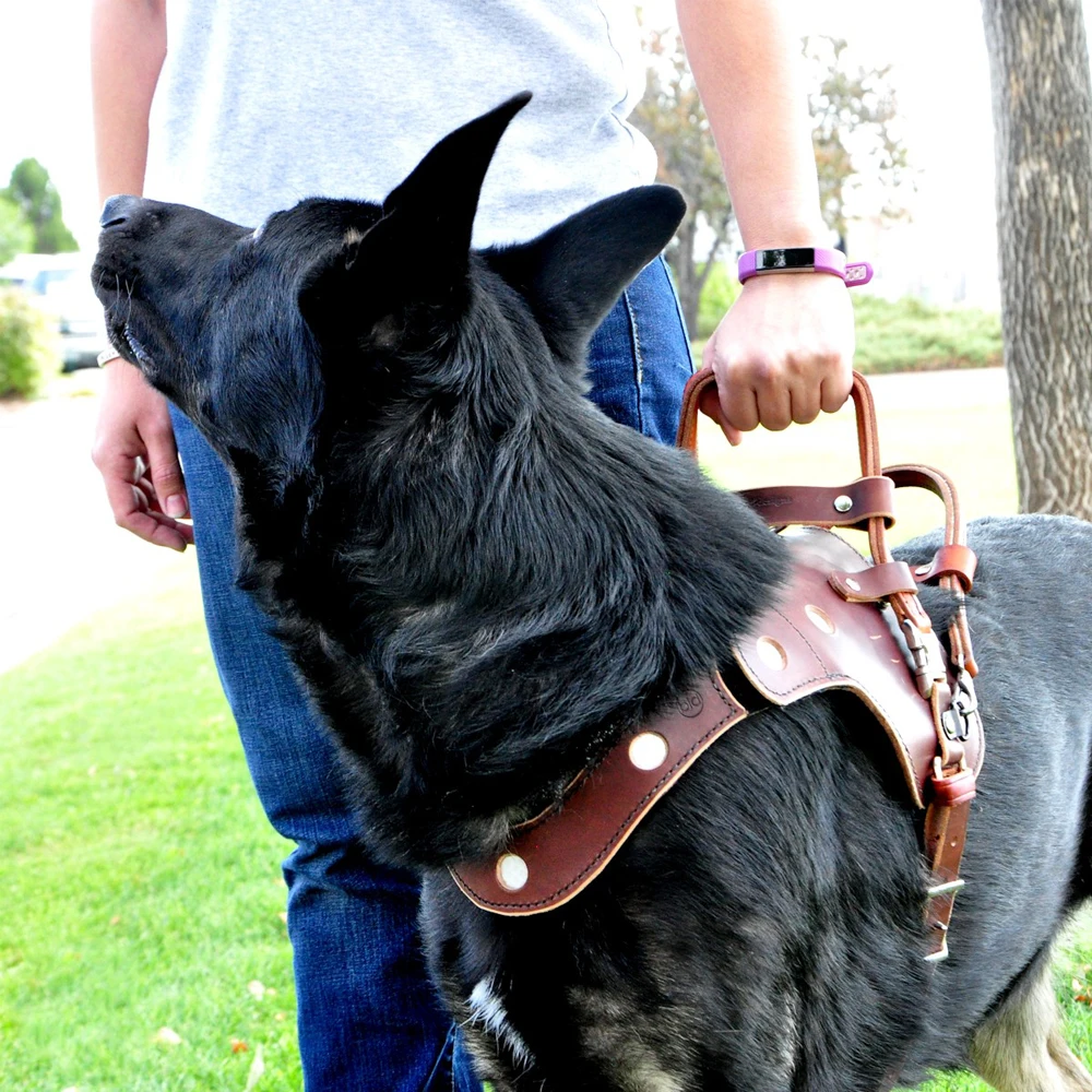 Dog Harness Dogs Real Leather Tracking Leather English Pointer Harness ...