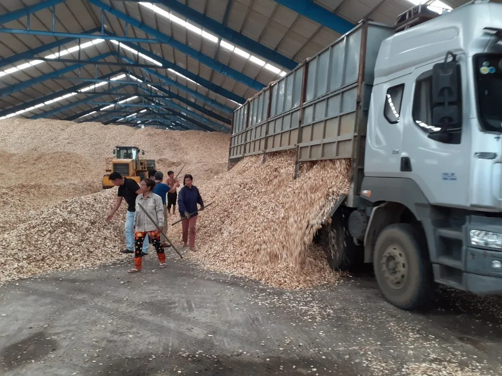 High Quality Pine/ Acacia/ Rubber/ Eucalyptus Pulp Wood Chip - Best ...